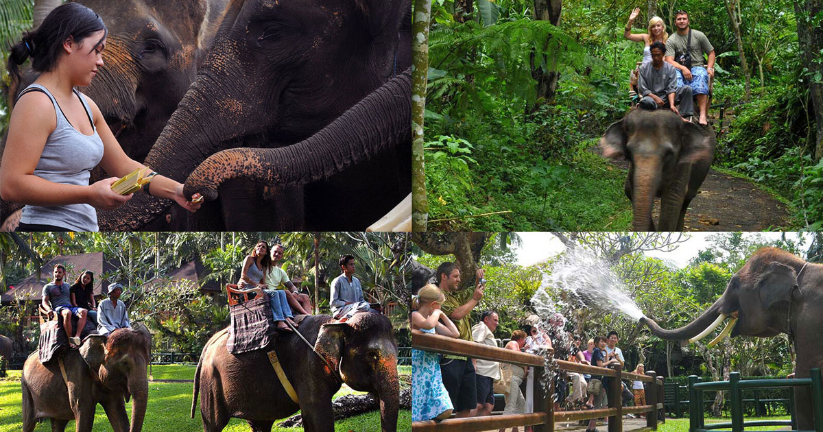 Naik Gajah Di Bali - Harga Tiket Promo Murah Taman Gajah Taro Ubud